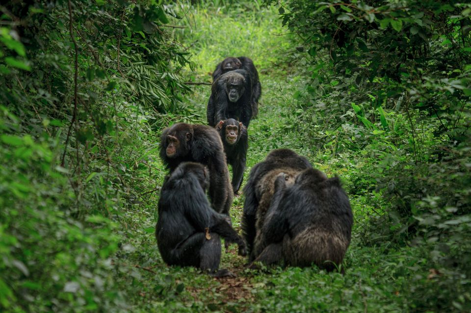 Forscher finden 65 Tierarten, die lachen - [GEO]