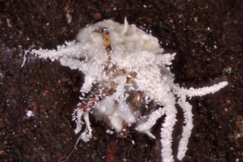 "Zombie-Spinnen": Bislang unbekannter Pilz überwuchert Achtbeiner - [GEO]