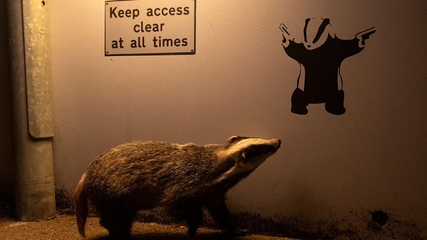 Wildlife Photographer of the Year: Wir zeigen die Publikumslieblinge ...