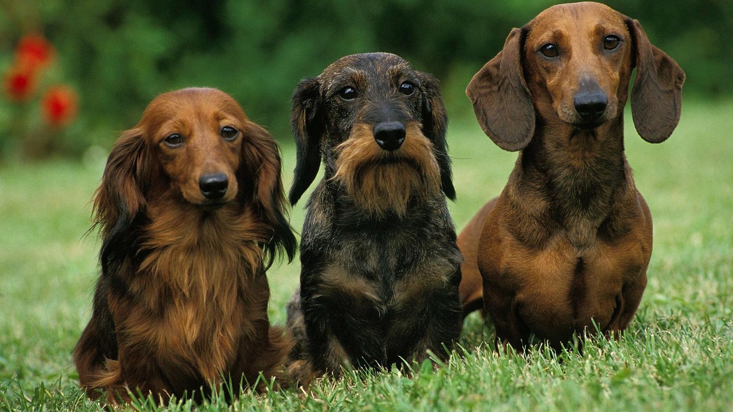 Der Dackel ist Kult - [GEO]