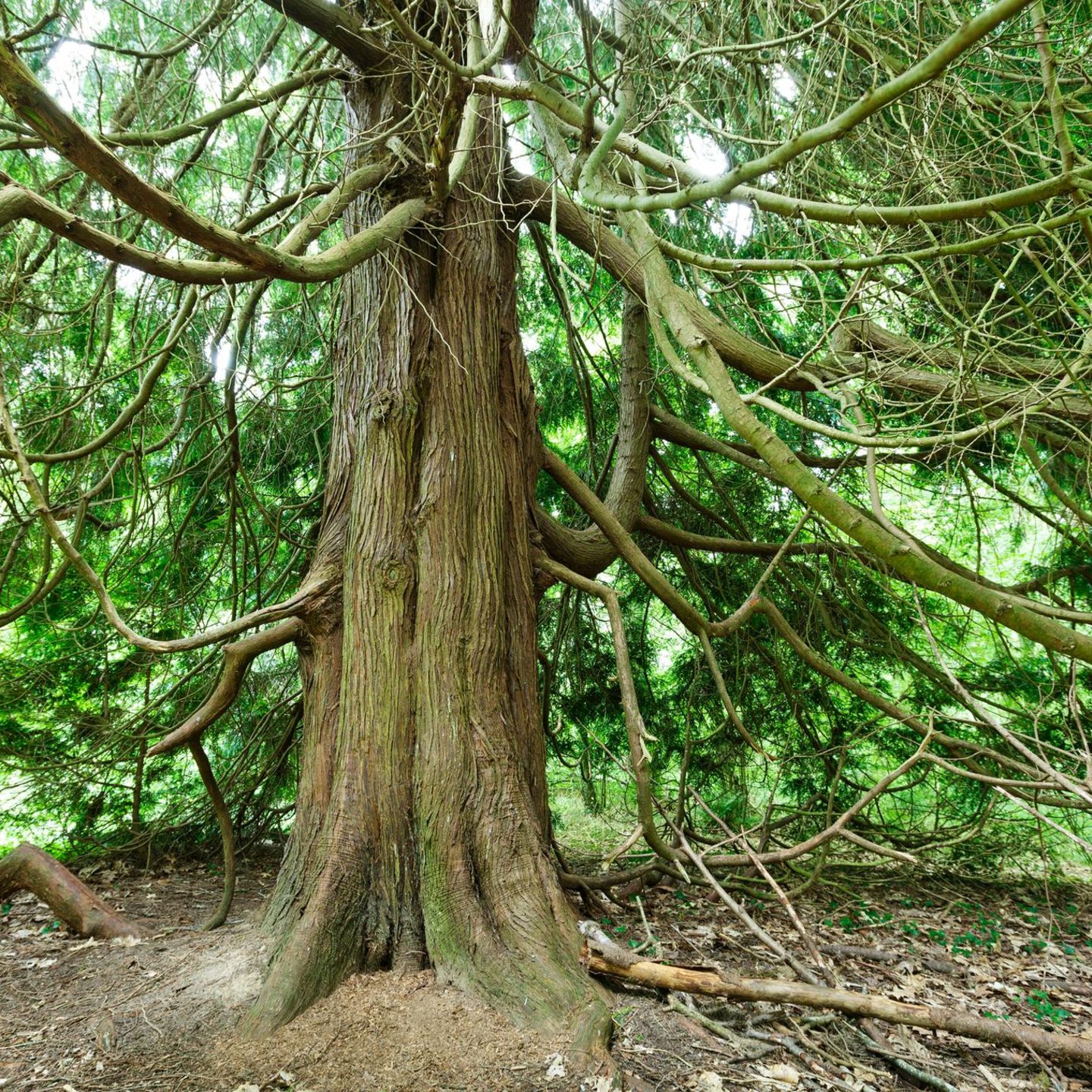 Mystischer Baum: Die Eibe bringt den Tod – und spendet Leben - [GEO]