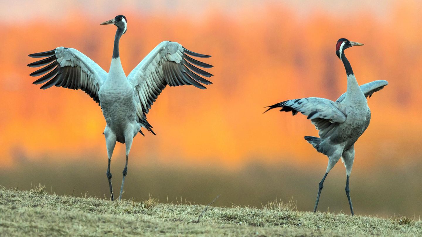 Zugvögel: Das geheimnisvolle Leben der Kraniche - [GEO]