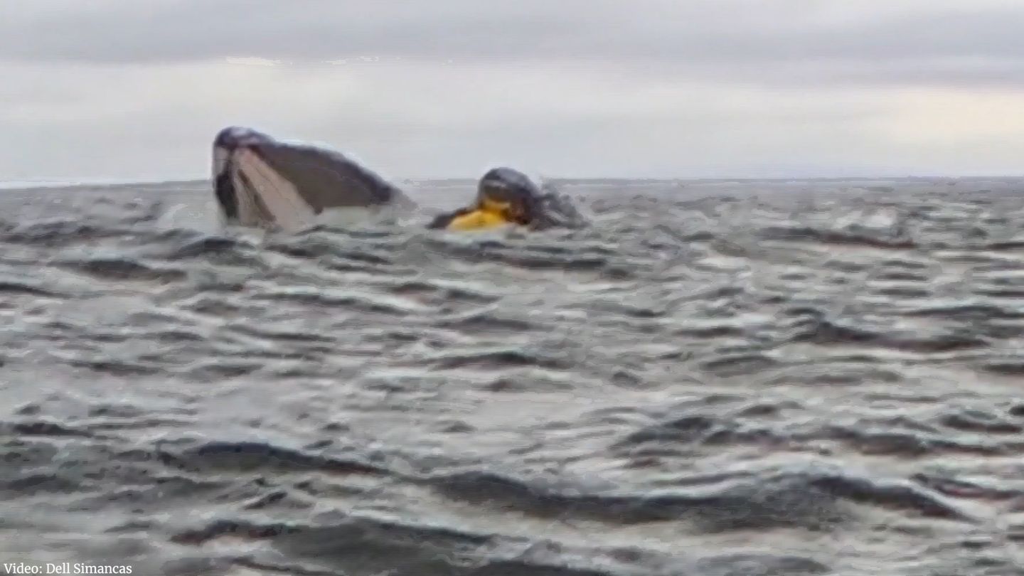 Chile: Wal "verschluckt" Kajakfahrer – und spuckt ihn unversehrt wieder ...