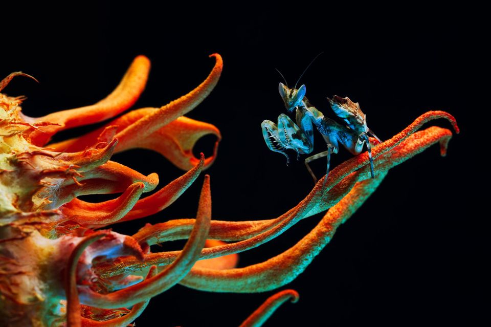 World Nature Photography Awards 2025: Das sind die schönsten Bilder - [GEO]