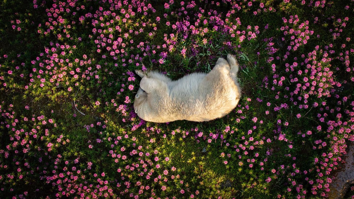 Preisgekrönte Fotografie zum Staunen – Der Natur ganz nah - [GEO]
