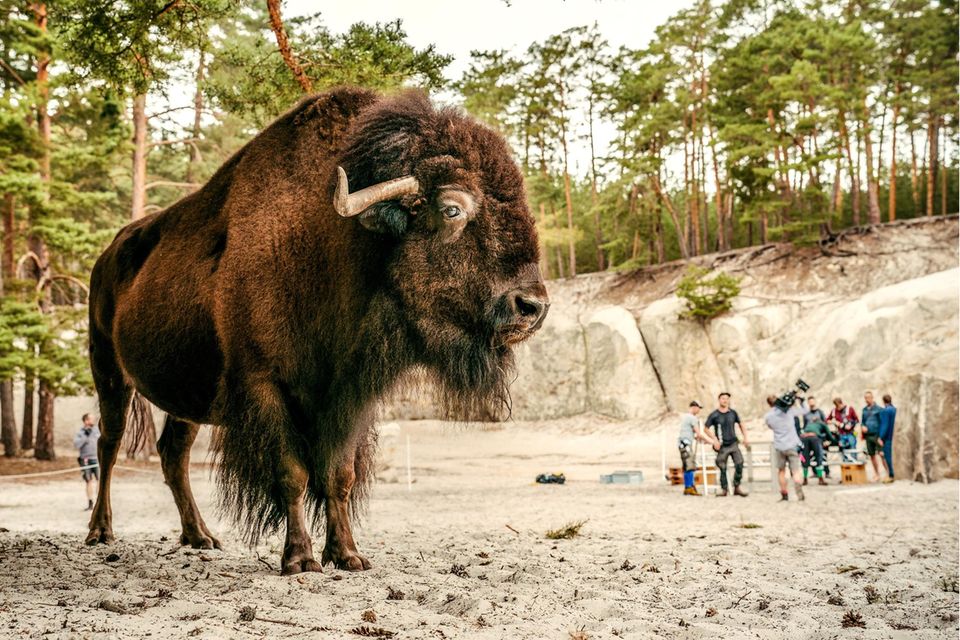 Am Filmset der "Woodwalkers" - [GEOLINO]