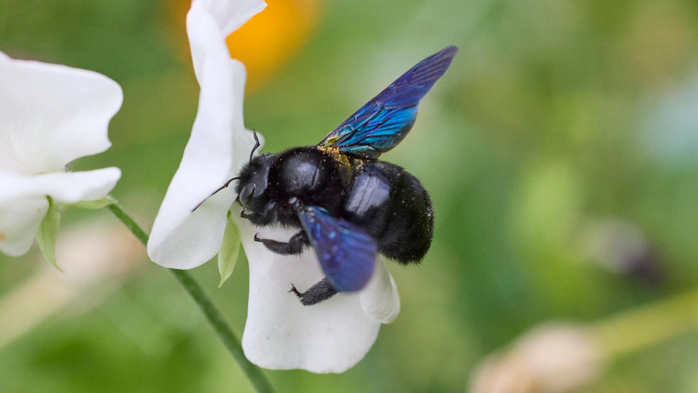 Wildbienenarten erkennen: Wissen, wer da summt - [GEO]