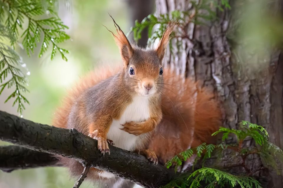 Tiere: Eichhörnchen: Alles über die Nagetiere - [GEO]