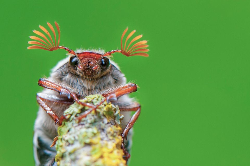 Wo sind all die Maikäfer hin? - [GEO]