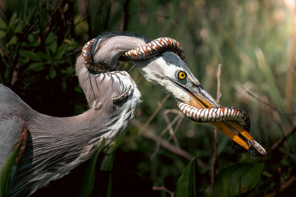100 Jahre "Zauberberg": Was uns Thomas Manns Meisterwerk heute noch zu sagen hat - [GEO]
