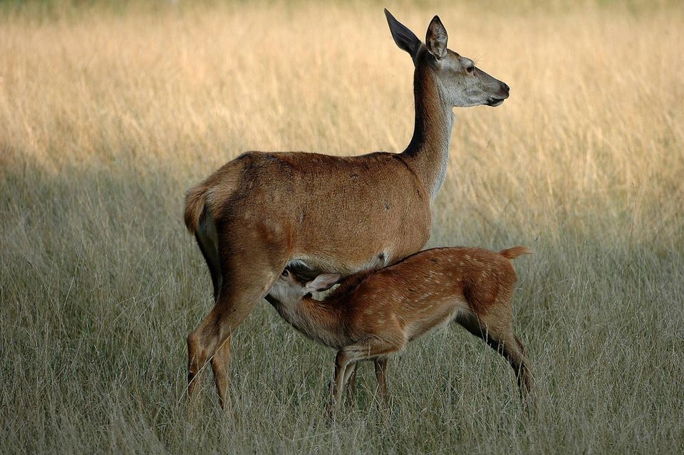 Zum Abheben: Die besten Vogelfotos des Jahres - [GEO]