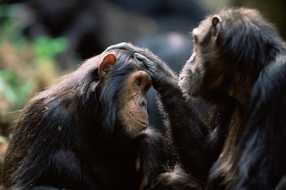 Basteibrücke, Sächsische Schweiz - [GEO]