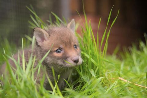 Der Fischotter – das Phantom unserer Wildnis - [GEO]