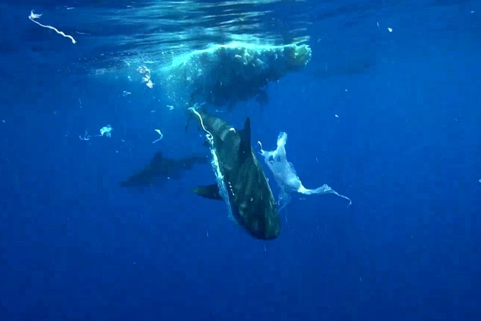 Aphthen: So werden Sie die schmerzhaften Entzündungen los - [GEO]