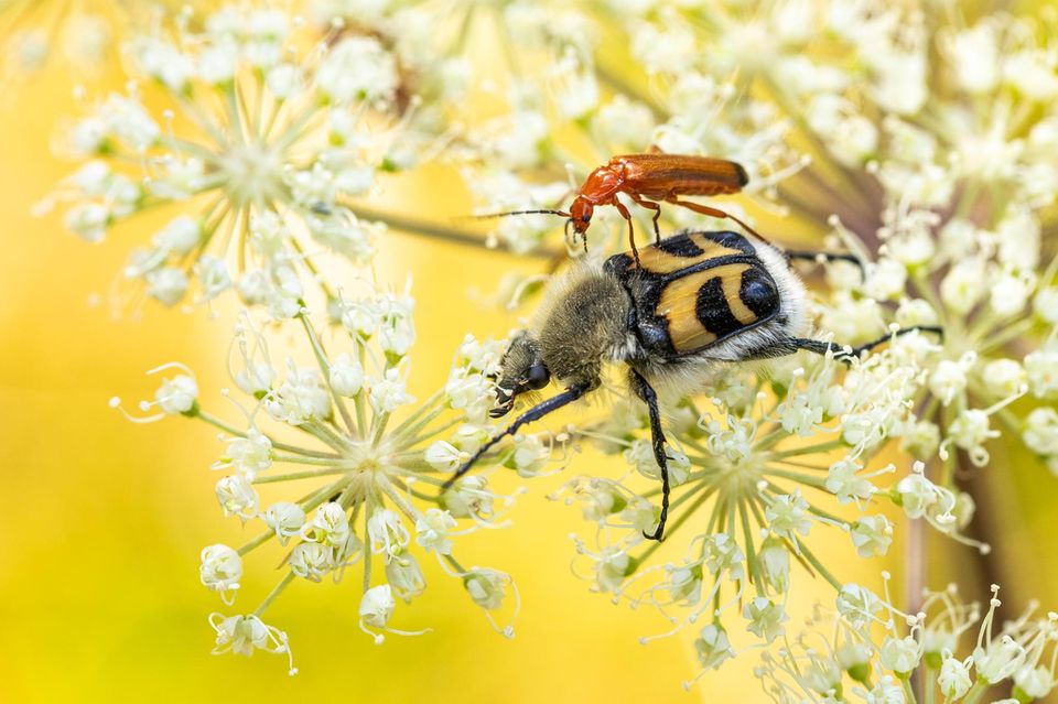 Ein Fotograf nutzt den Garten als Kulisse - [GEO]
