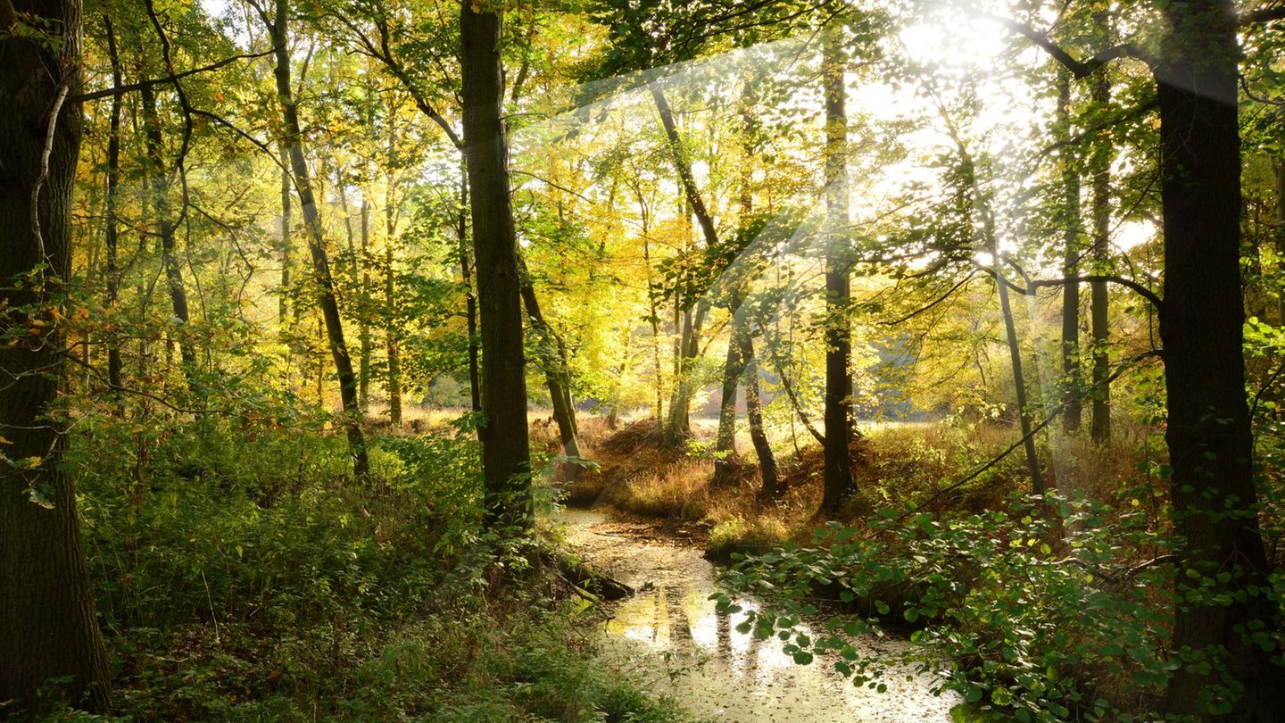 Mischwald ist widerstandsfähiger gegen Dürre und Schädlinge - [GEO]