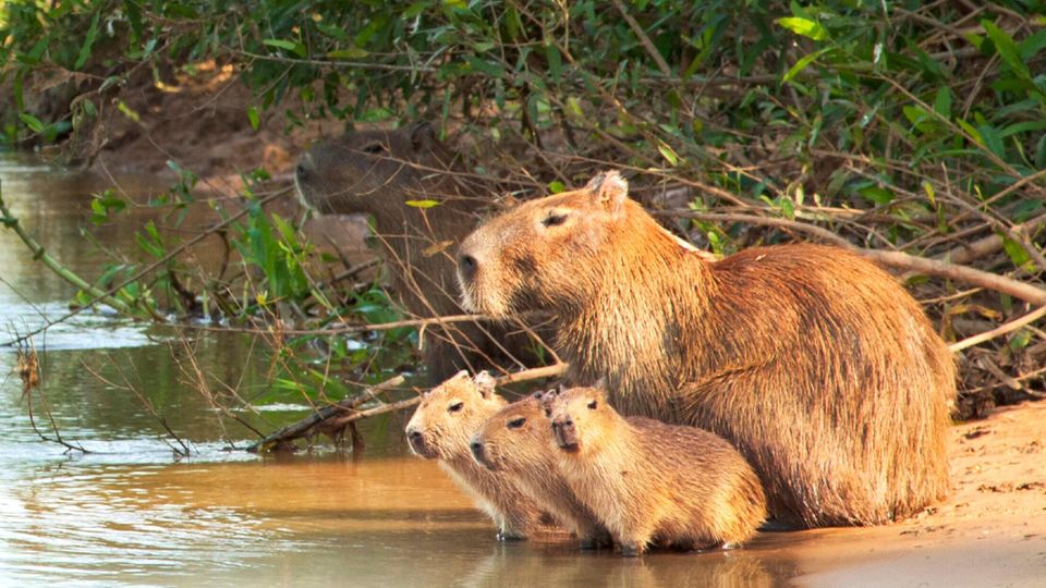 Capybara - [GEOLINO]