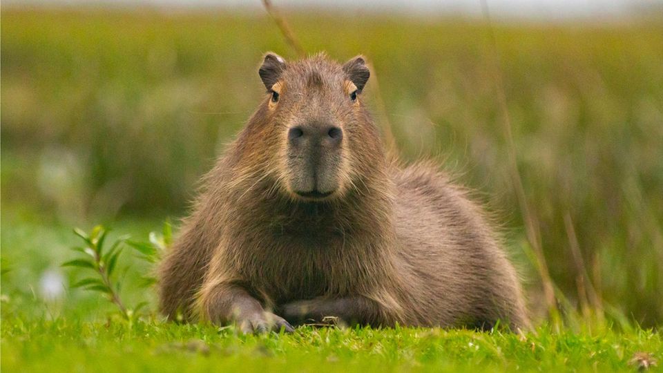 Im Interview: Capybara - [GEOLINO]