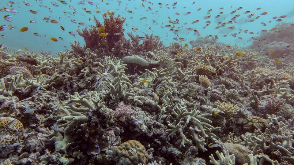 Rekordbleiche: Das Great Barrier Reef verliert massiv Korallen - [GEO]