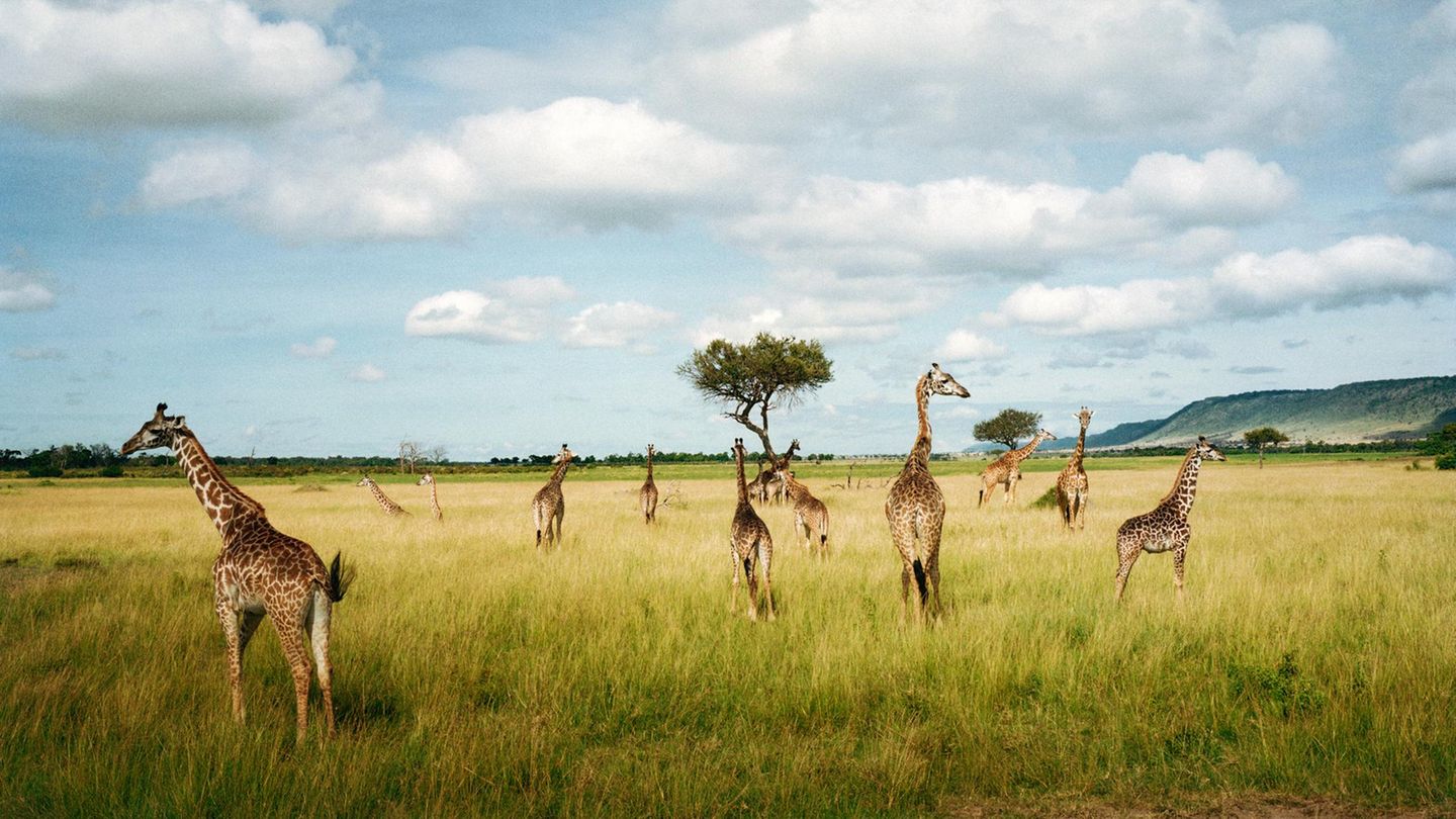 Bedrohte Umwelt: Unberührte Natur? Diese Fotos zeigen Afrika jenseits ...