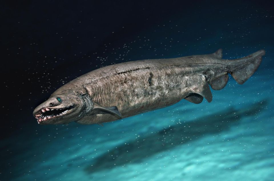 Zeugen aus der Urzeit: Das Geheimnis der lebenden Fossilien - [GEO]