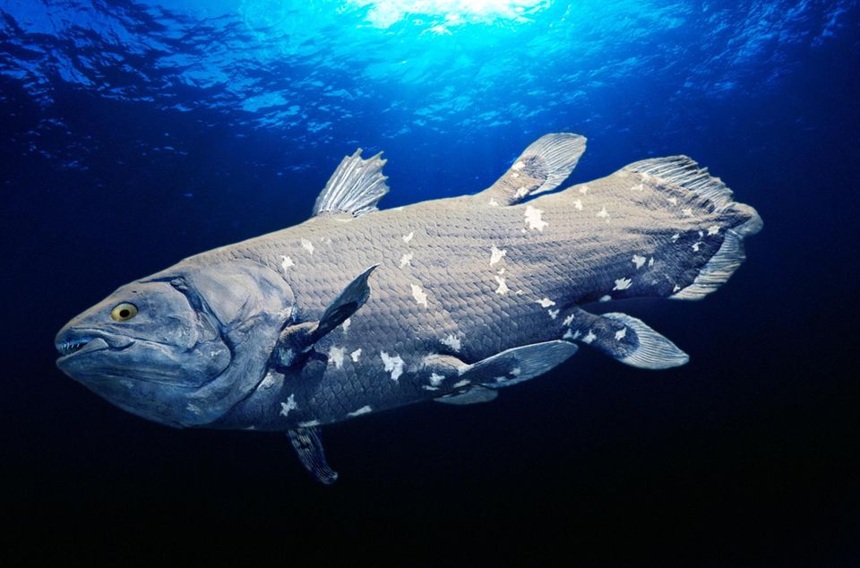 Zeugen aus der Urzeit: Das Geheimnis der lebenden Fossilien - [GEO]