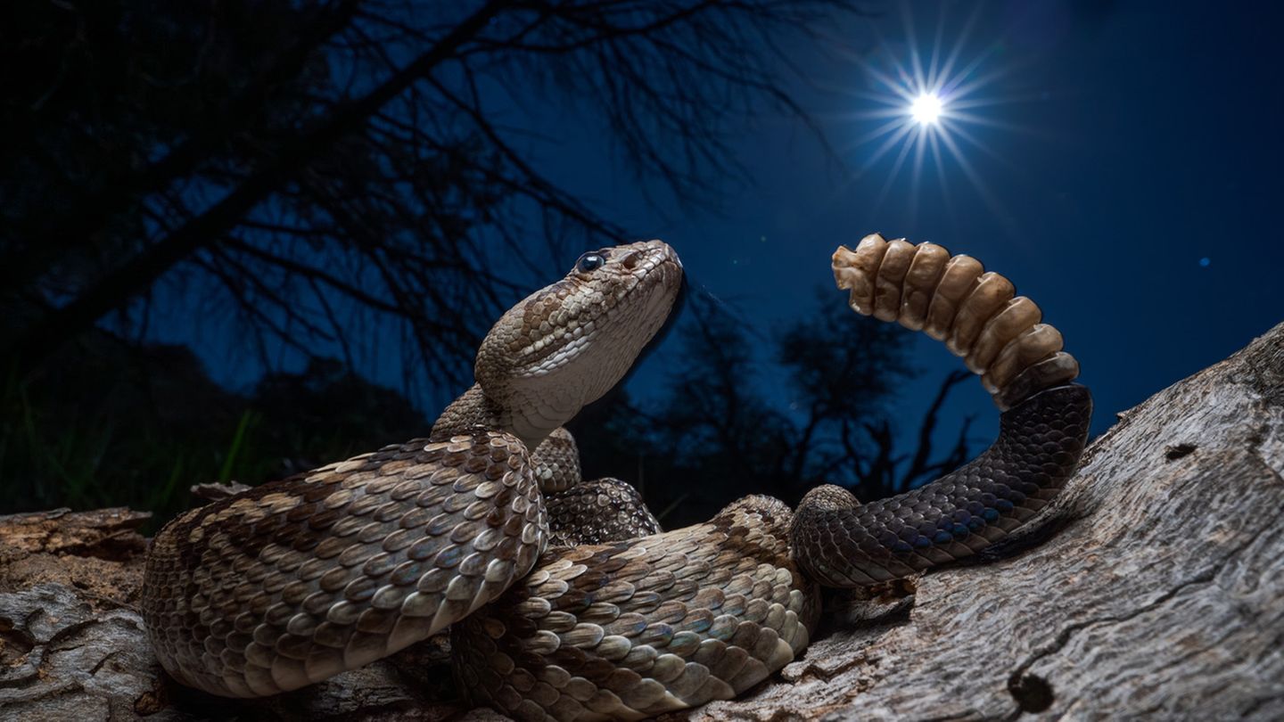 Fritz-Pölking-Preis für Fotos von Klapperschlangen - [GEO]