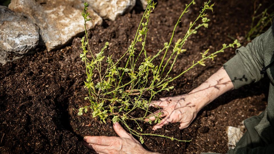 Heidelbeeren pflanzen: Die Erde ist entscheidend - [GEO]