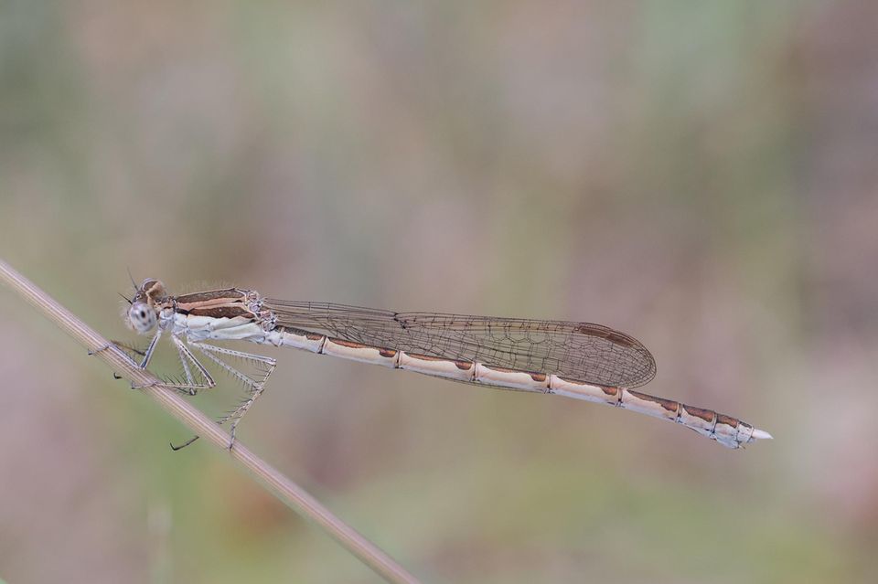 Libelle des Jahres: Winterlibelle - [GEO]
