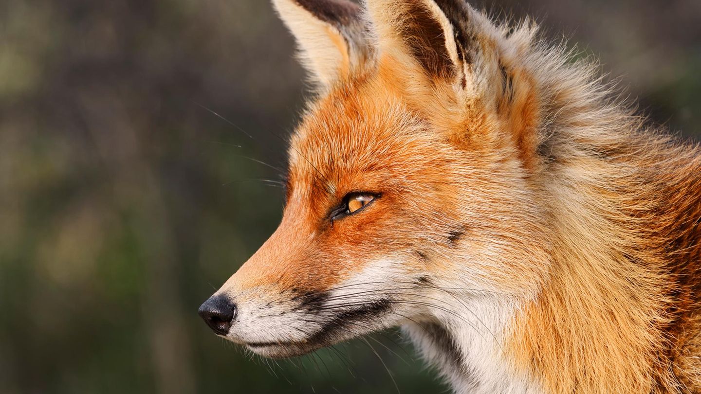 Schlauer Fuchs, sturer Esel? Welche Eigenschaften stimmen - [GEO]