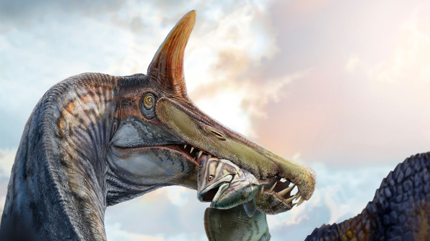 Spinosaurus mirabilis: Forscher identifizieren neuen Saurier - [GEO]