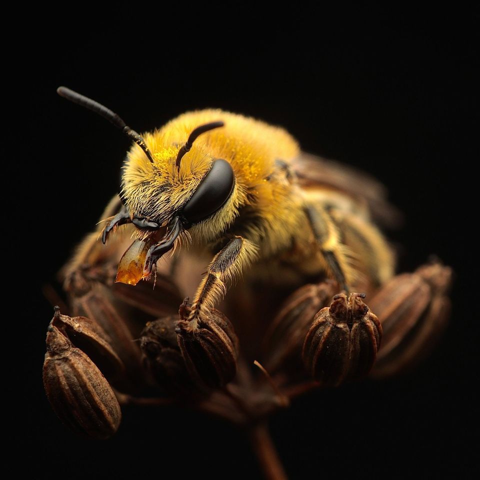 World Nature Photography Awards: Die besten Naturfotos 2026 - [GEO]