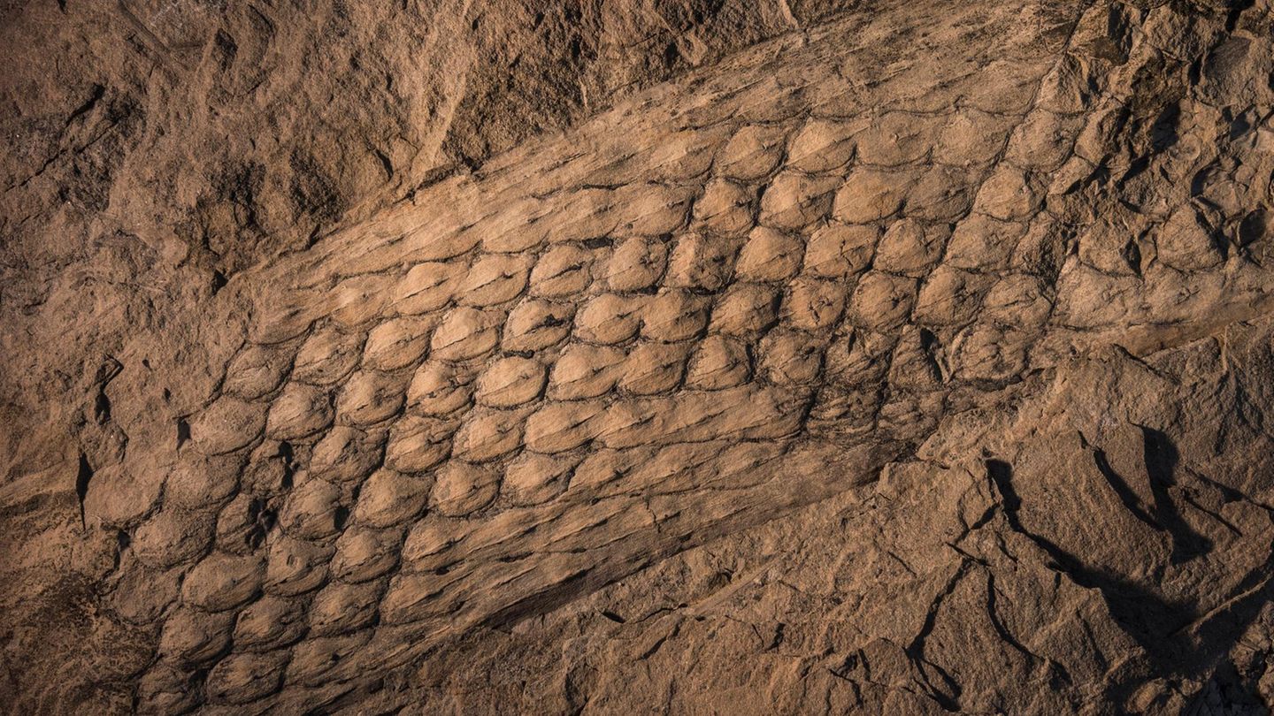 9 aufsehenerregende Fossilienfundstätten weltweit - [GEO]