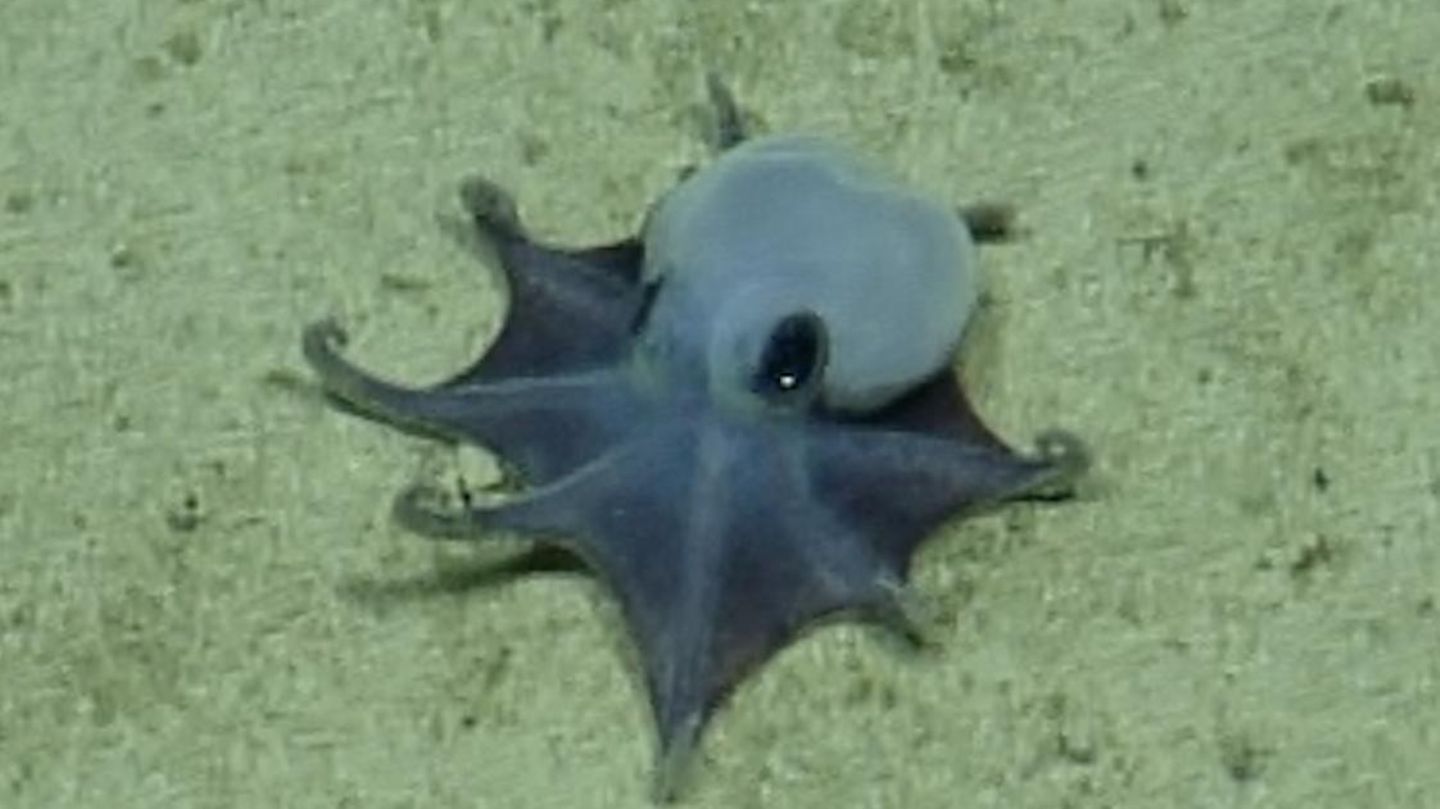 Sensation: Blauer Mini-Oktopus vor den Galápagos-Inseln entdeckt - [GEO]