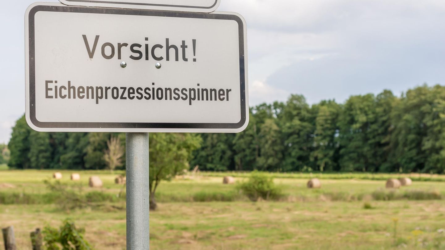 Eichenprozessionsspinner: So reagieren Sie richtig bei einem Befall - [GEO]
