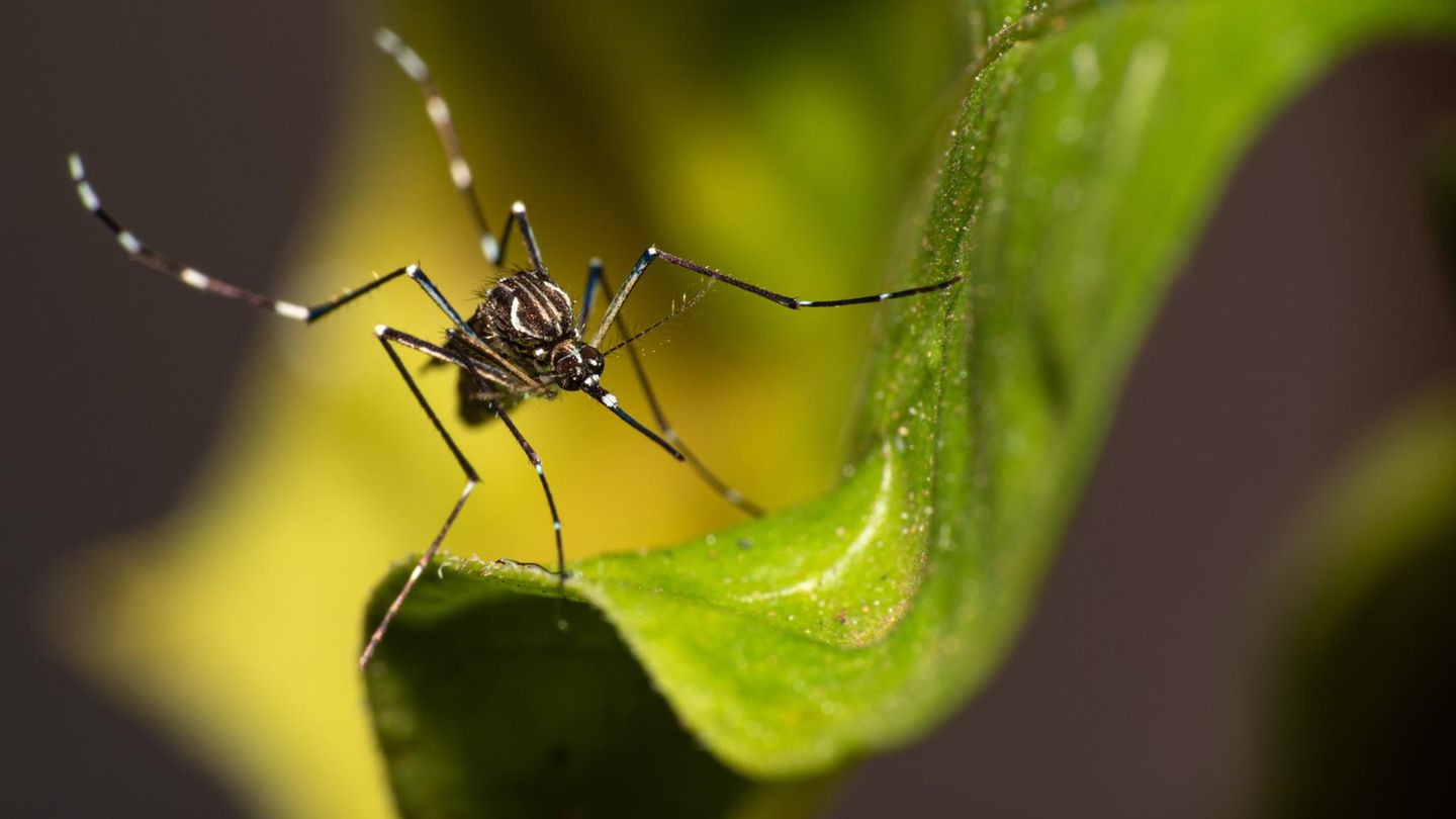 Chikungunya-Virus breitet sich in Mitteleuropa aus - [GEO]