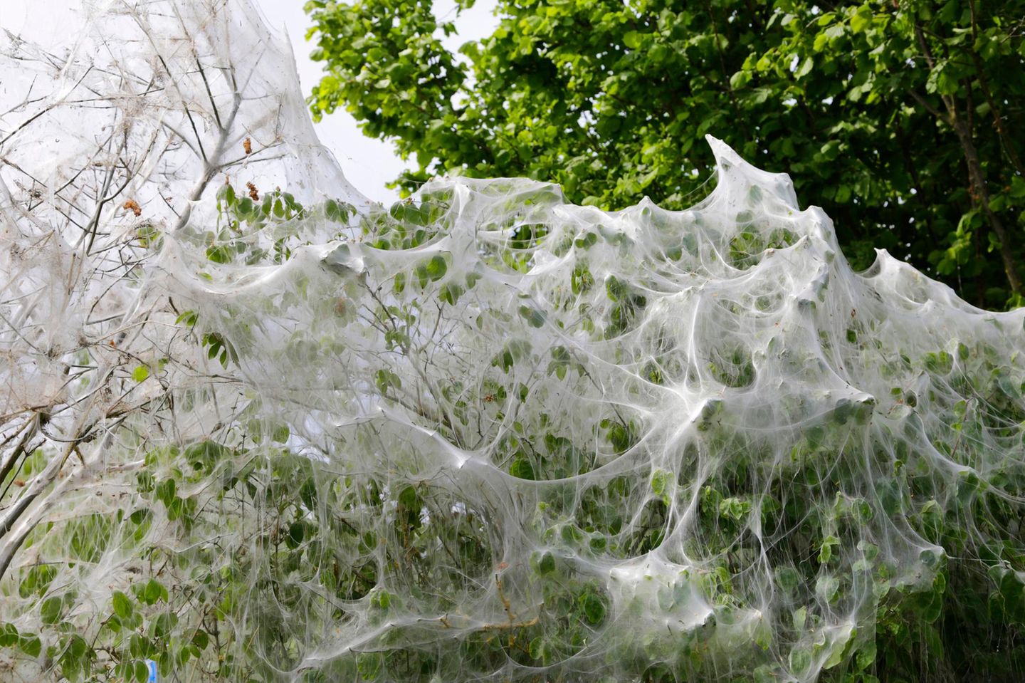 Pets and Animals - Why some Plants look like covered in Cobwebs 🌱 🕸️ ...