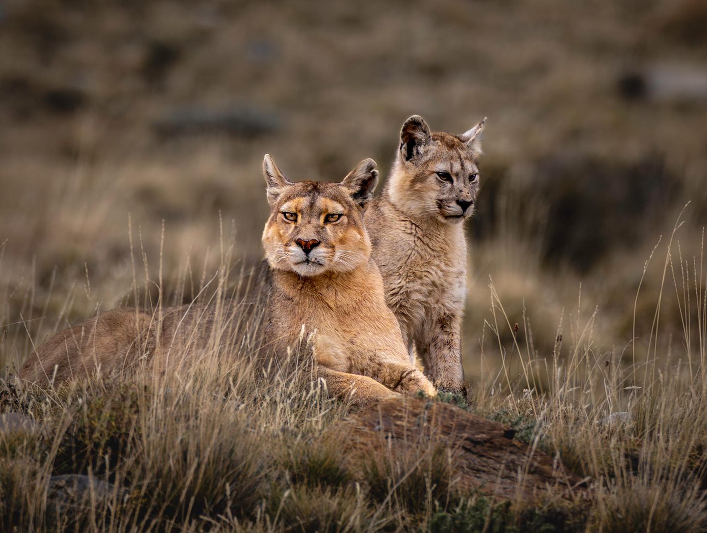 Pumas: Gemeinsam stärker - [GEO]