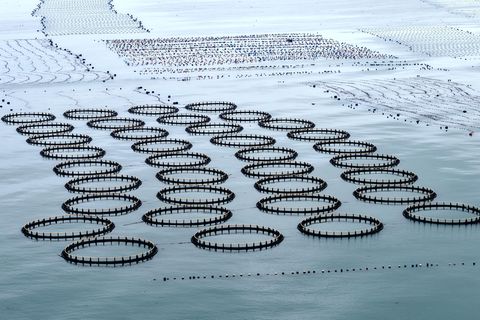 Fischerei und Aquakultur erzielt Rekordproduktion - [GEO]