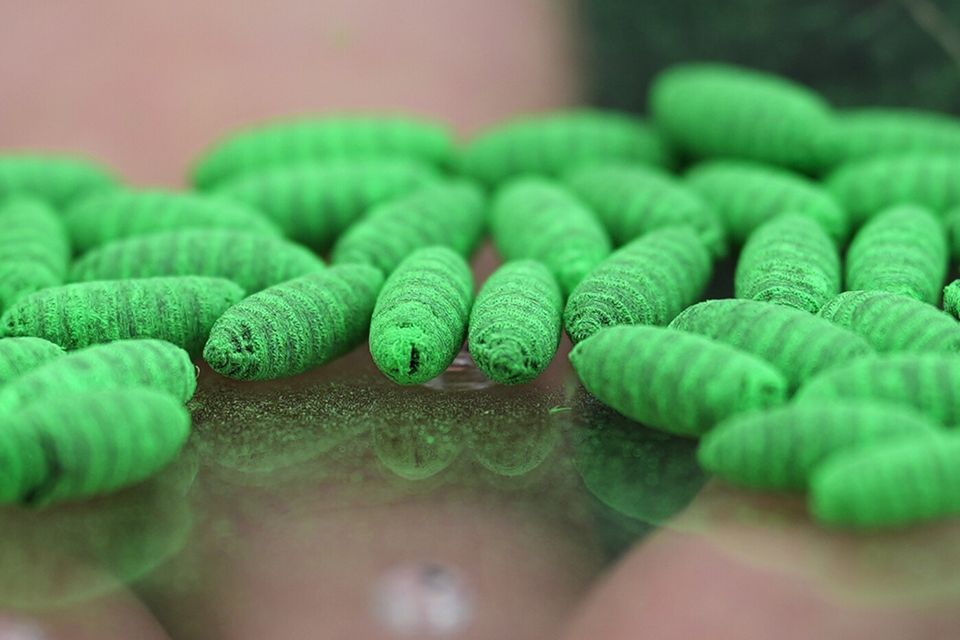 Fleischfressender Wurm ist zurück – was das für die USA bedeutet - [GEO]